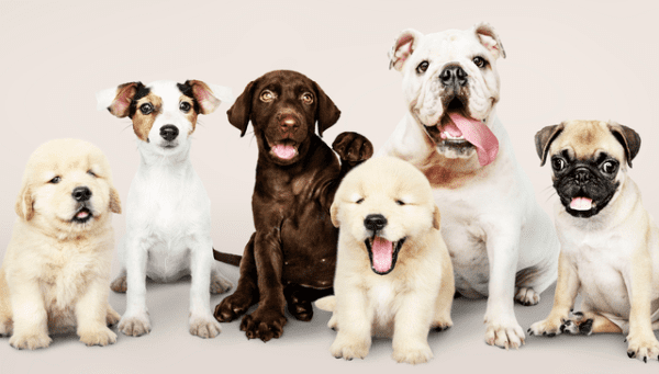 Limite de 5 animais de estimação por residência é revogado na Capital ...
