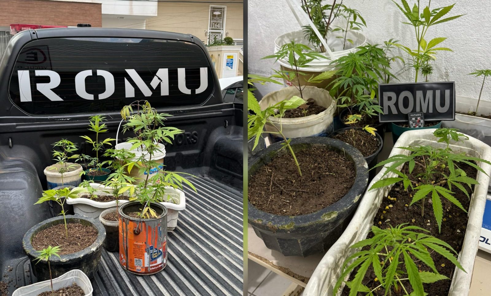 Filho planta maconha em casa e mãe é levada a delegacia - Guararema News
