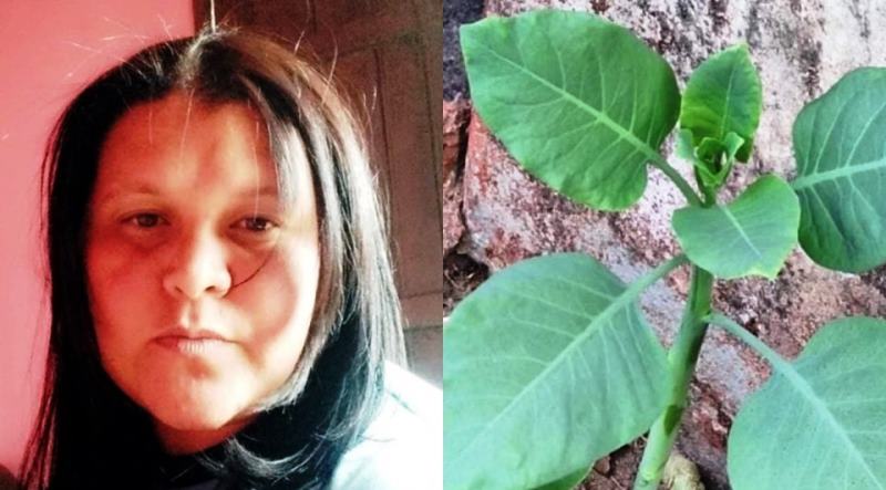 Mulher morre após comer ‘falsa couve' venenosa - Guararema News