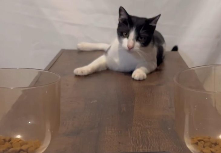 Vídeo: gato vidente conhecido nas redes aponta campeão da Copa do ...