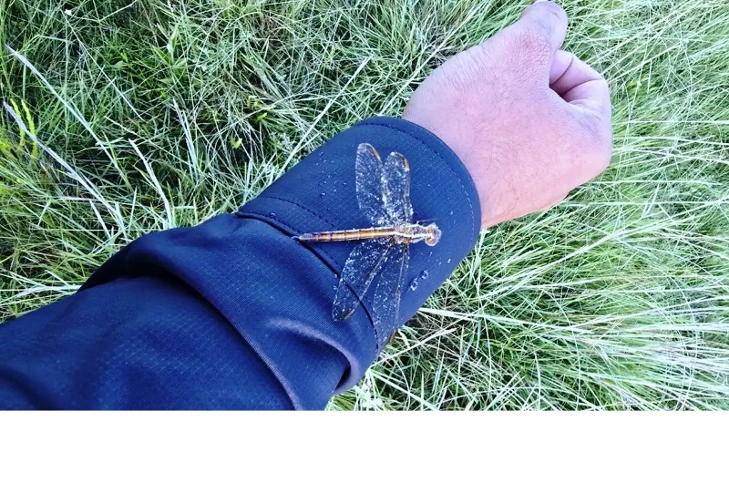 Vídeo: geada em pleno verão congela asa de libélula na Serra ...